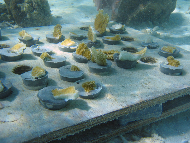 Reef Ball Attachement Adapter System