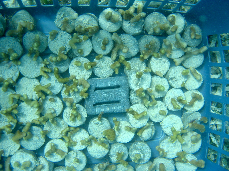 Reef Ball Attachement Adapter System